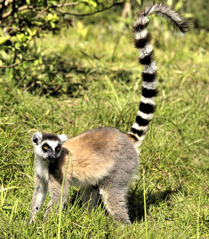 Lemur Island Reserve, Madagascar